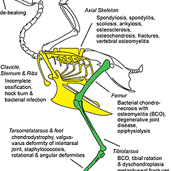 SI_Figure 4 from The broiler chicken as a signal of a human ...