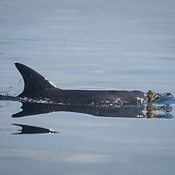 Shark Bay dolphin with sponge 2 (Sonja Wild) from Multi-network-based ...