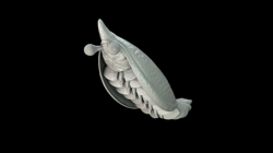 Dataset_S2 from The evolution of biramous appendages revealed by a ...