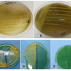 Figure S1 from Characterization and diversity of native Azotobacter spp ...