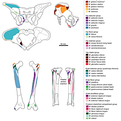 SI3a_MuscleMaps from Three-dimensional volumetric muscle reconstruction ...