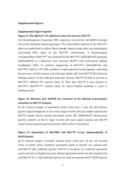 The Drosophila chromosomal protein Mst77F is processed to generate an ...