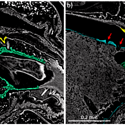Figure S2 from X-ray micro-CT scanning reveals temporal separation of ...