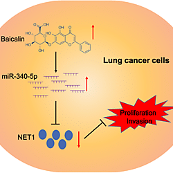 Baicalin suppresses lung cancer growth phenotypes via miR-340-5p/NET1 axis