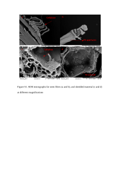 Giant Reed (Arundo donax L.) Fiber Extraction and Characterization for ...