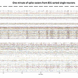 Item - Simultaneous recording with two Neuropixels probes - University ...