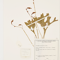 Synaphea petiolaris (83533)