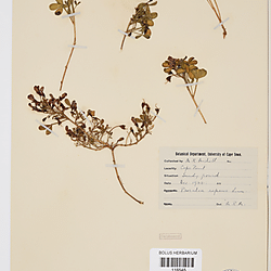 Psoralea repens (116545)
