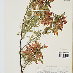 Sutherlandia microphylla (154464)