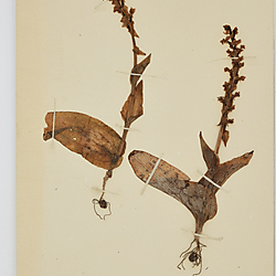 Pterygodium volucris (BOL0226764)