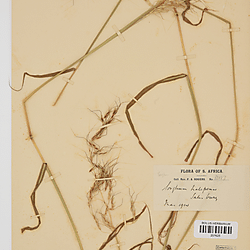 Sorghum versicolor (207625)