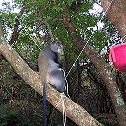 Peanut Pulley and the Happy Monkey