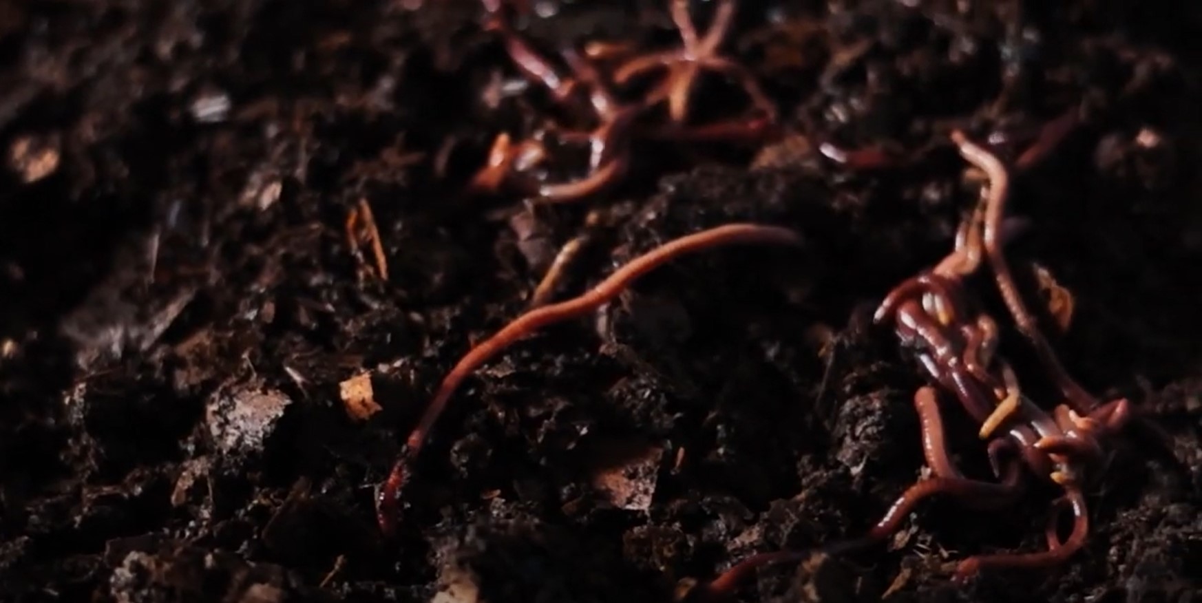Dooda Solutions: A Lebanese startup unlocking the power of earthworms ...