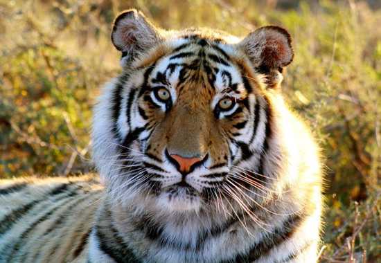 South Africa Helps Save the Wild Tiger