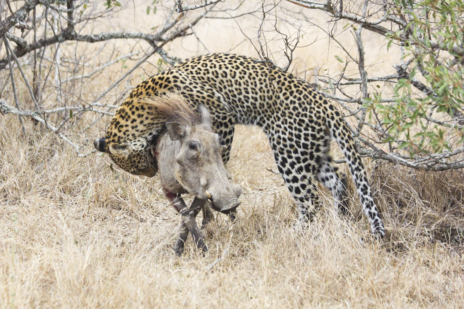 Startling Footage of a Leopard Attacking a Warthog | Rhino Africa Blog