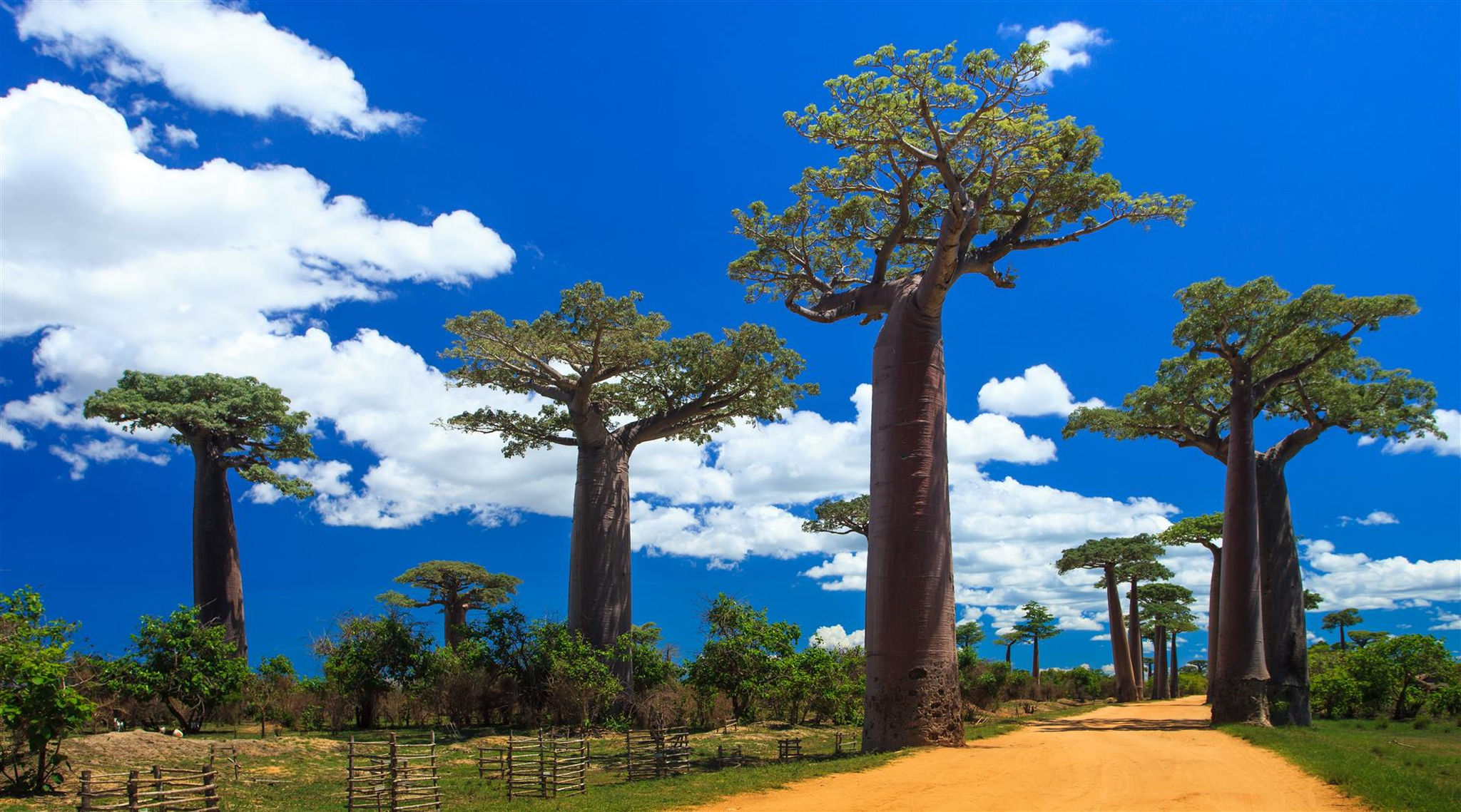 5 Incredible Trees that Exude the African Spirit | Rhino Africa Blog