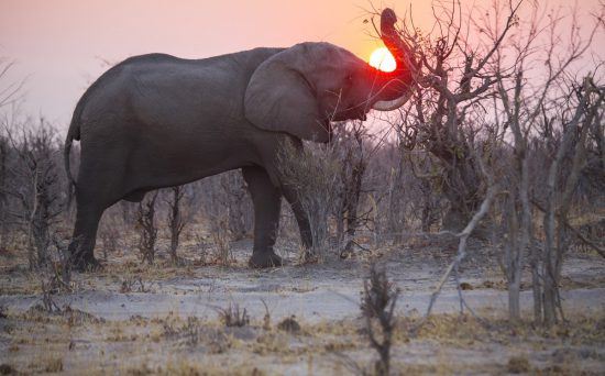 Just So Stories: How The Elephant Got His Trunk | Rhino Africa Blog