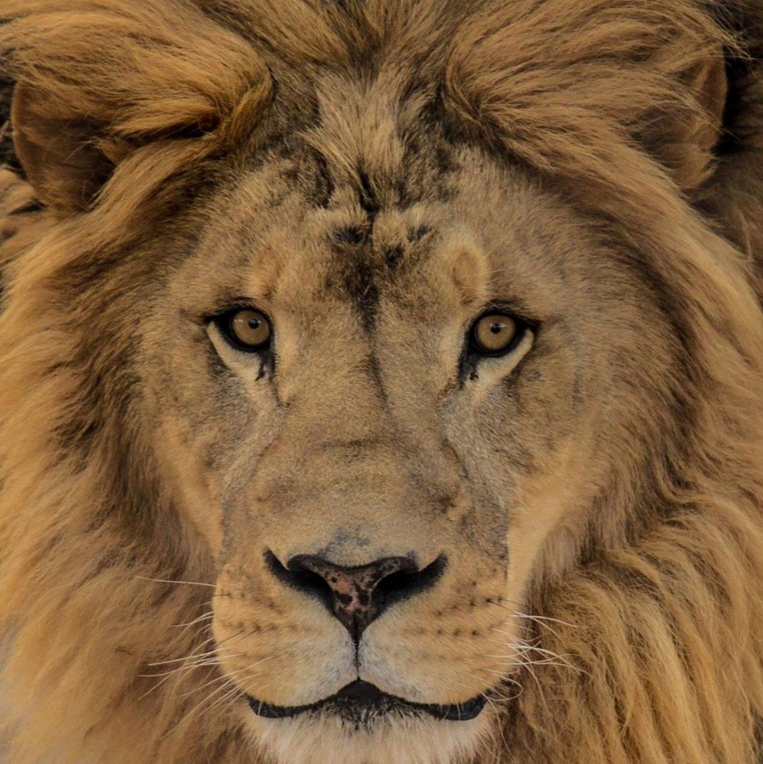 Leões em toda a sua glória: fotos épicas do rei da selva
