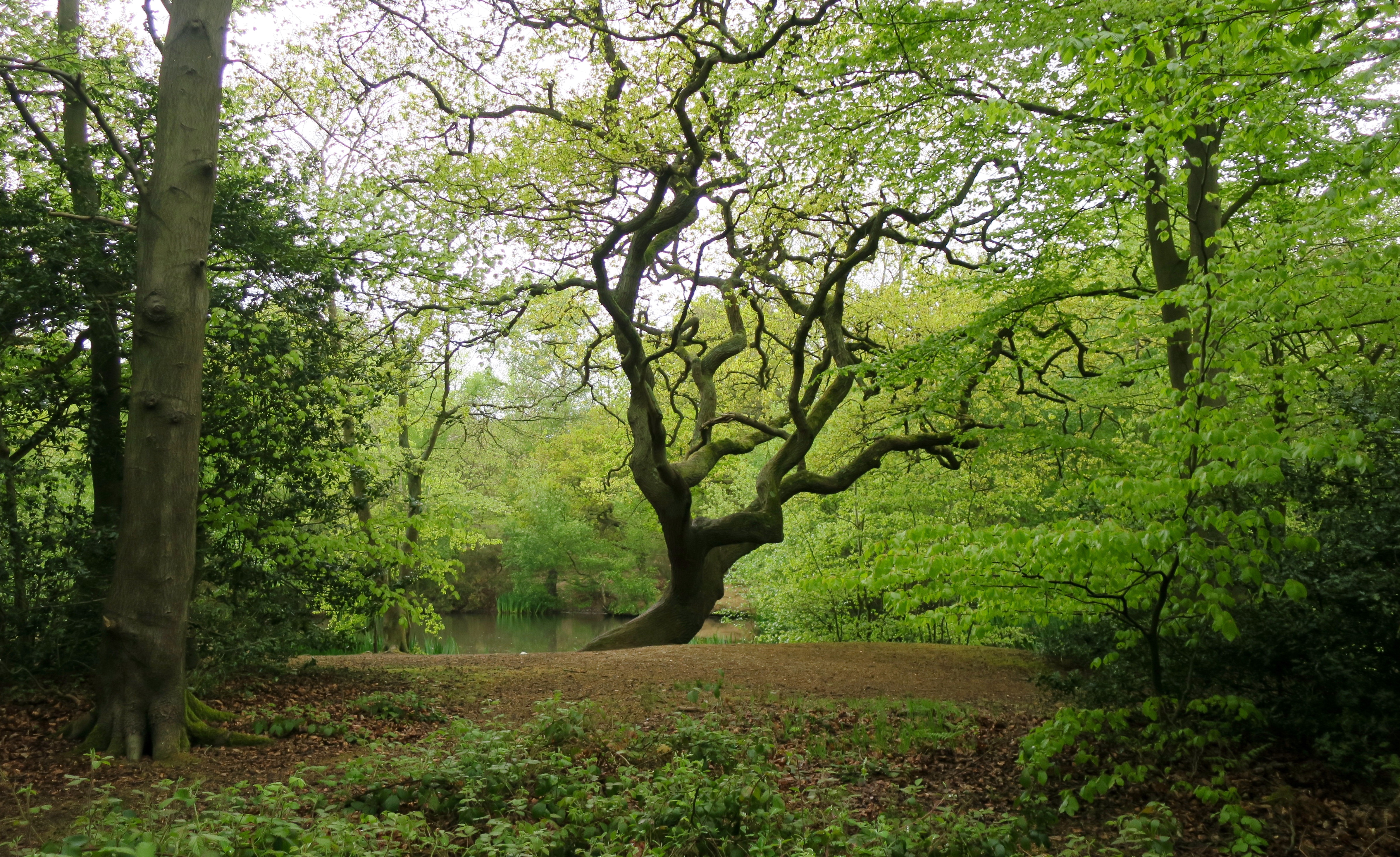 Two Days In Epping Forest | Frames of Reference