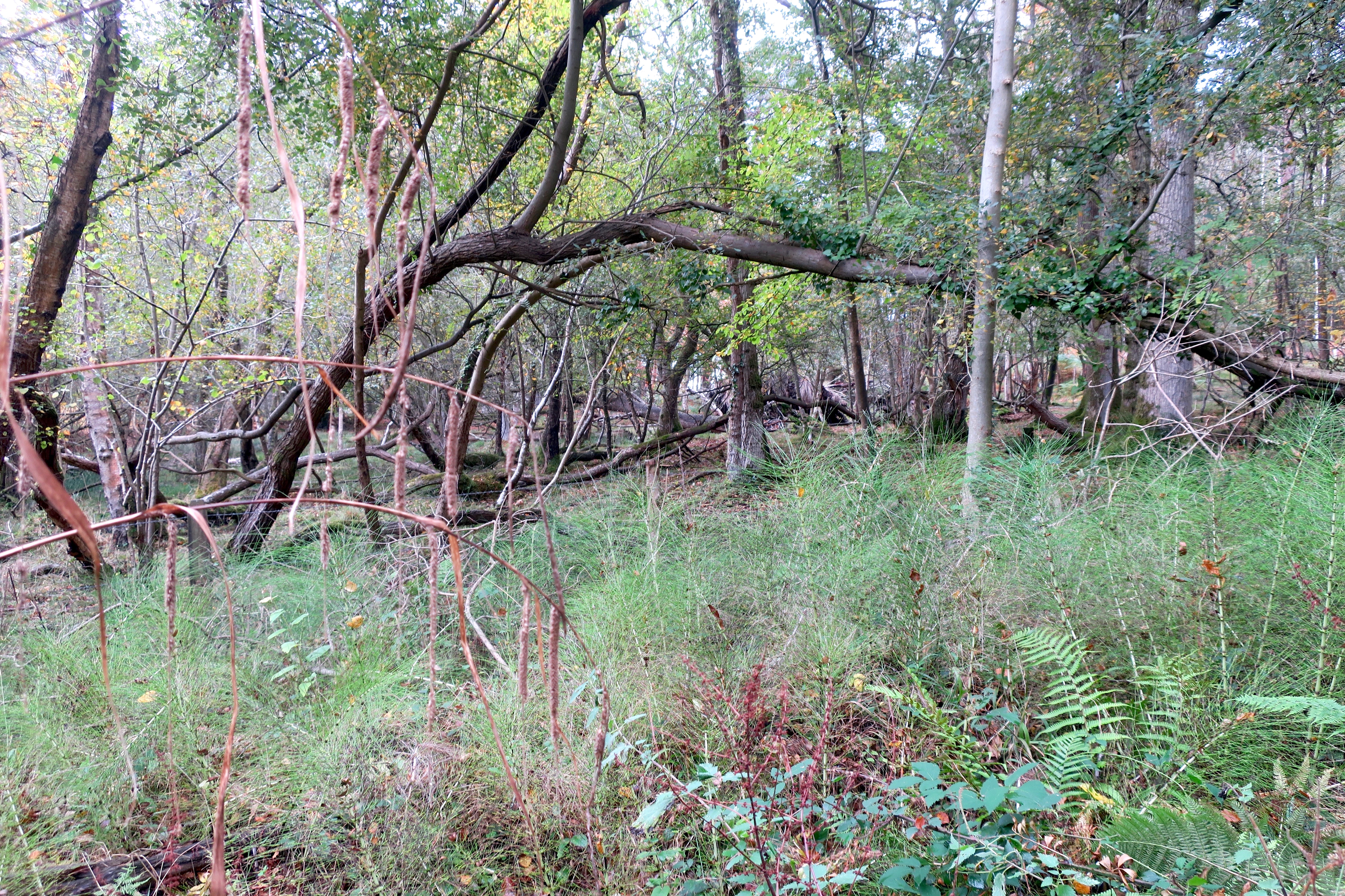 A Walk In The New Forest | Frames of Reference