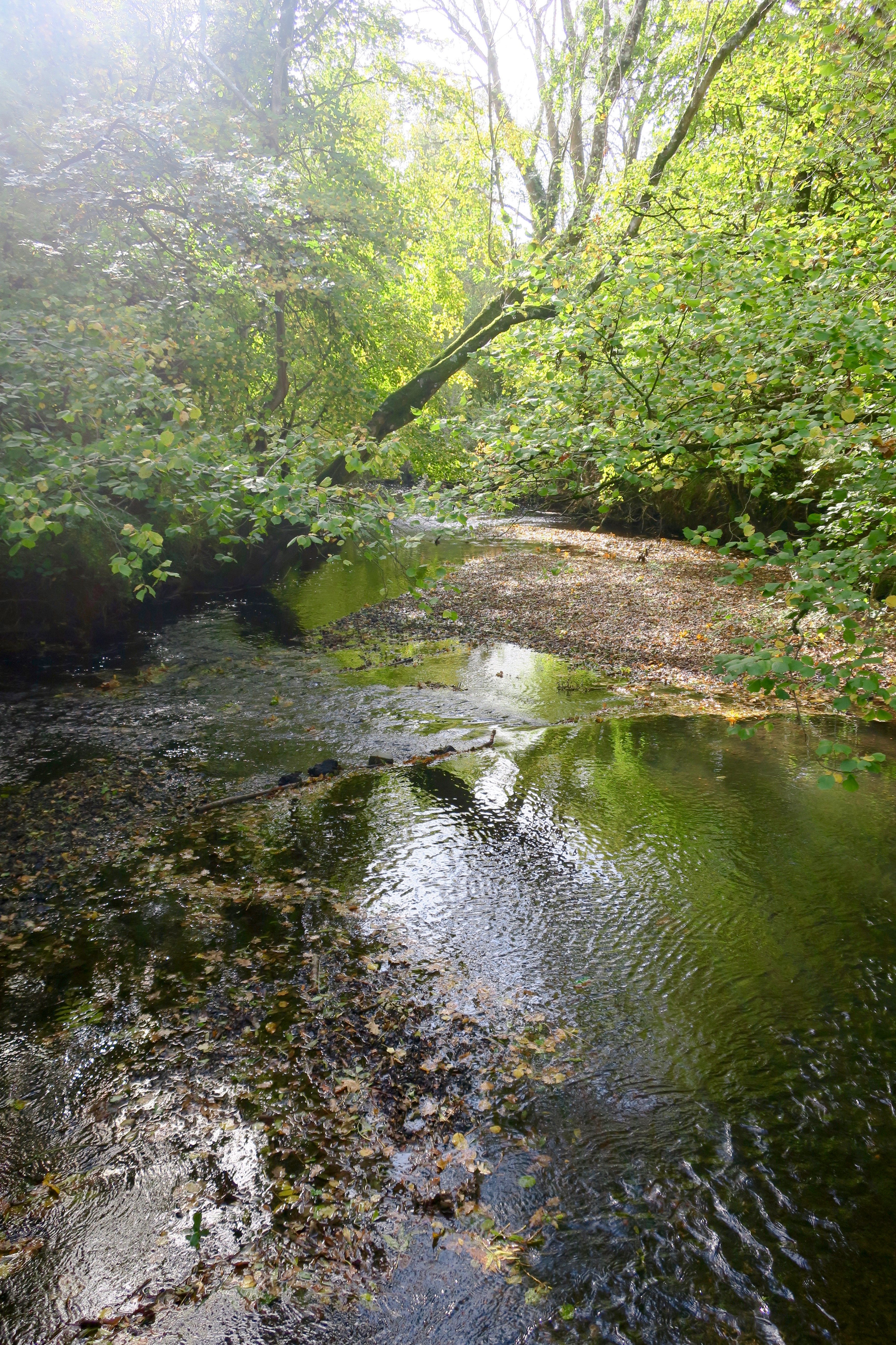A Walk In The New Forest | Frames of Reference
