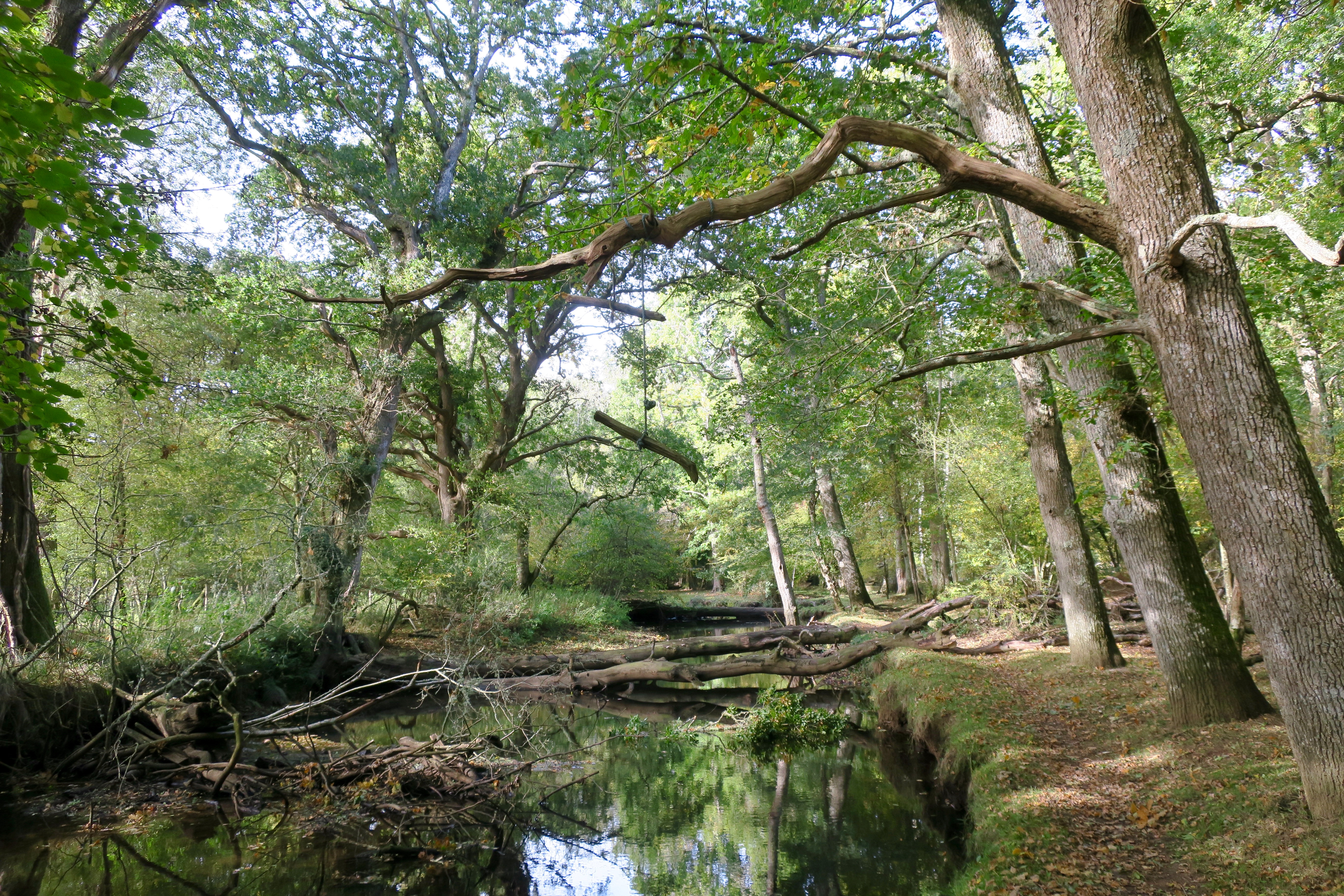 A Walk In The New Forest | Frames of Reference