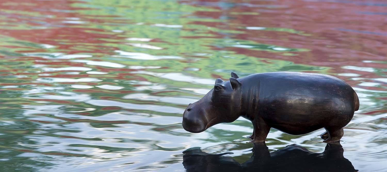The Animals You'll Meet on the Zambezi