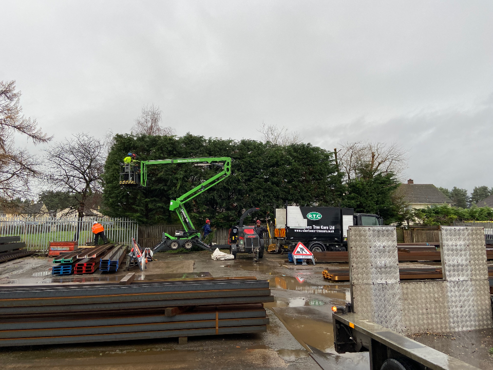 robertsons tree care