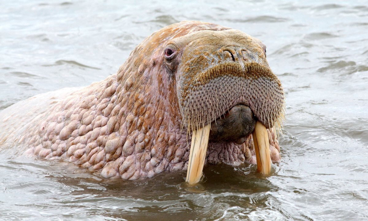 Laptev Walrus - Habitat | Profile | Traits | Facts | Diet | Threats ...