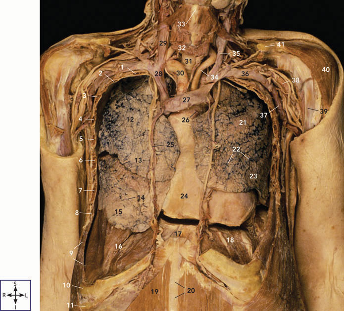 Logan's Illustrated Human Anatomy