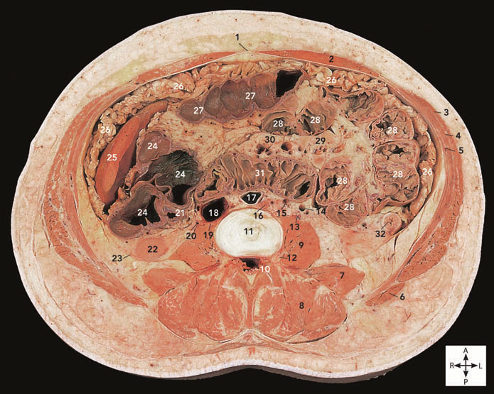 Logan's Illustrated Human Anatomy