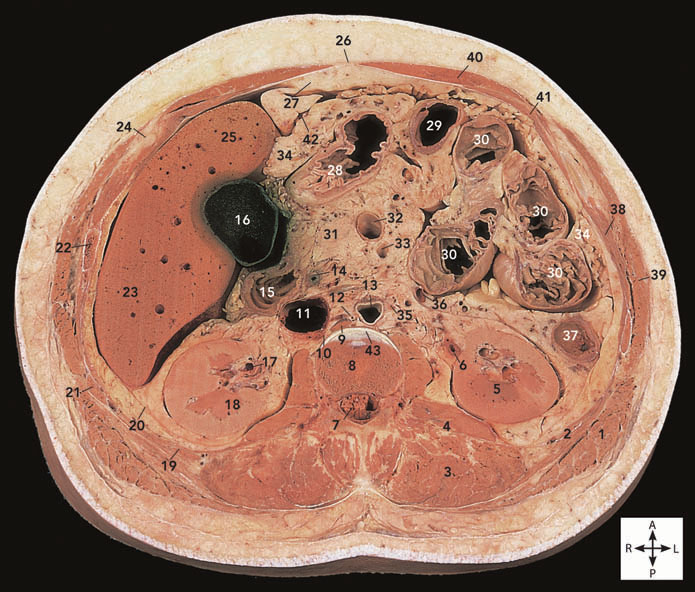 Logan's Illustrated Human Anatomy