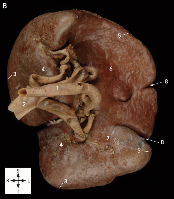 Logan's Illustrated Human Anatomy