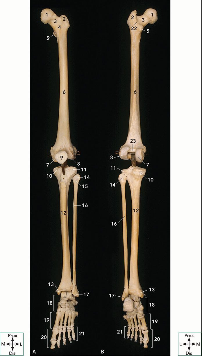 Logan's Illustrated Human Anatomy