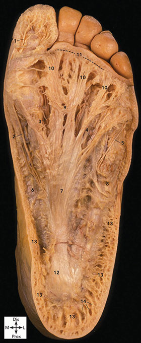 Logan's Illustrated Human Anatomy