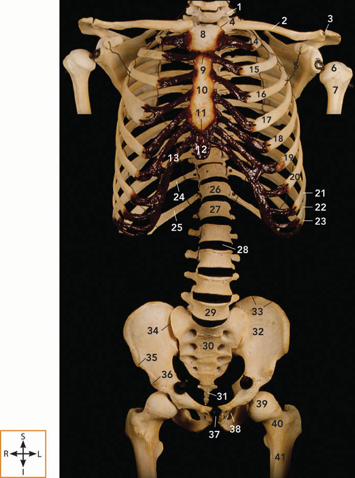 Logan's Illustrated Human Anatomy