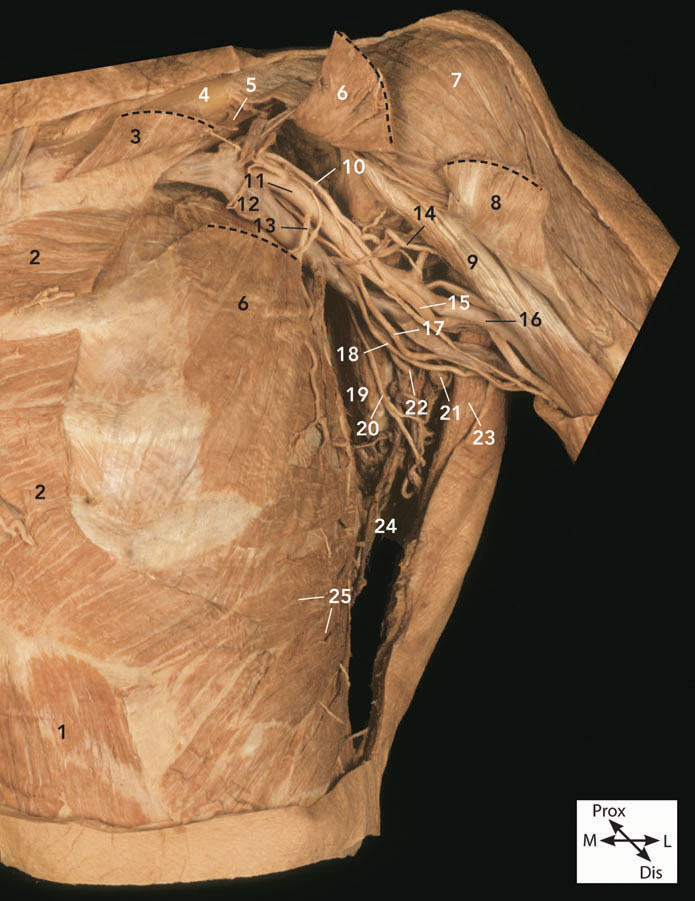 Logan's Illustrated Human Anatomy