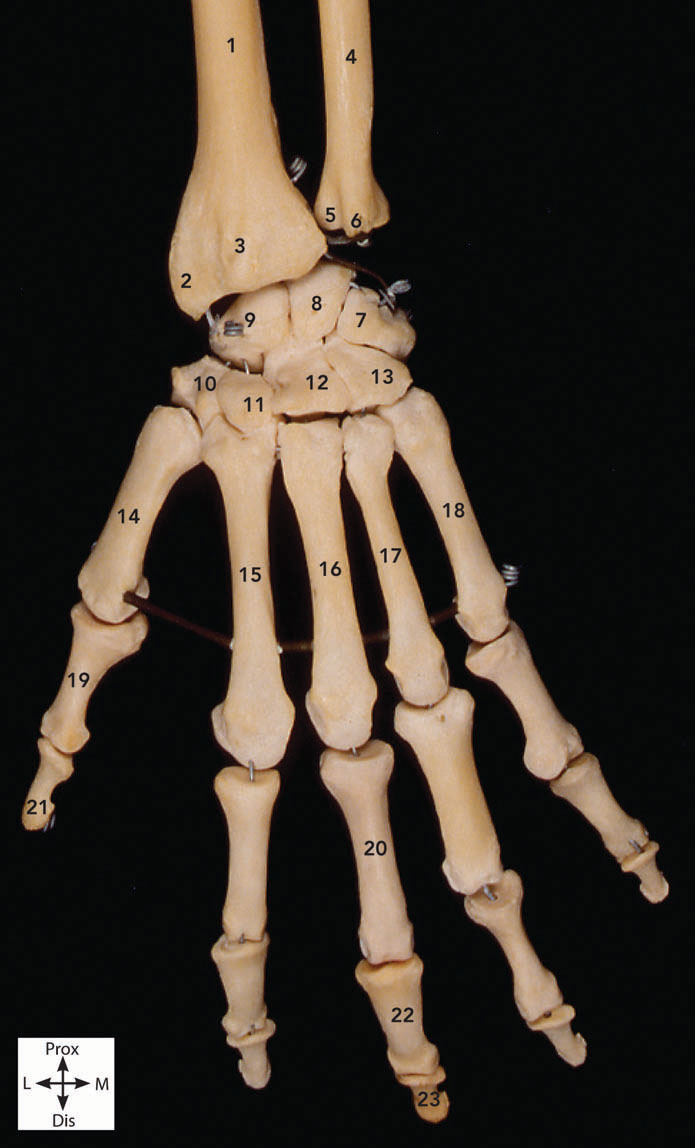 Logan's Illustrated Human Anatomy