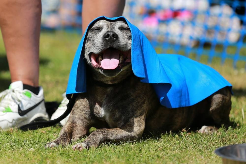 Battersea Dogs Home Image gallery and photos - SL4 2JN - London | View