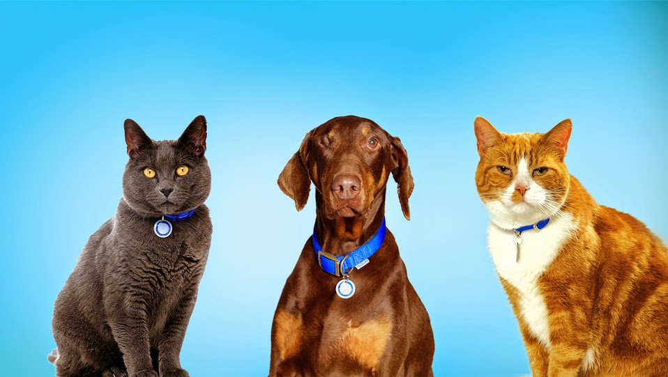 Battersea Dogs Home Image gallery and photos - SL4 2JN - London | View