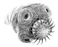 Natural History and Scientific Illustration portfolio for publishers
