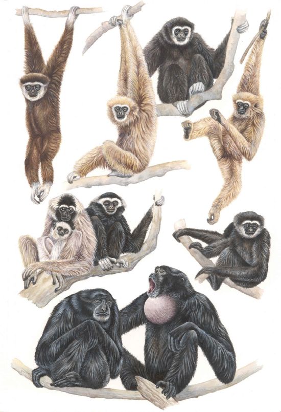 Natural History and Scientific Illustration portfolio for publishers