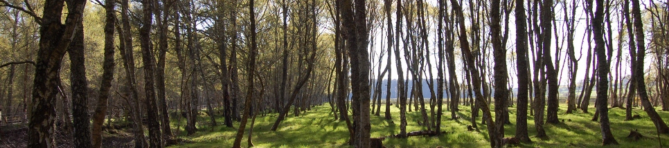 thomas keyes | Fungi