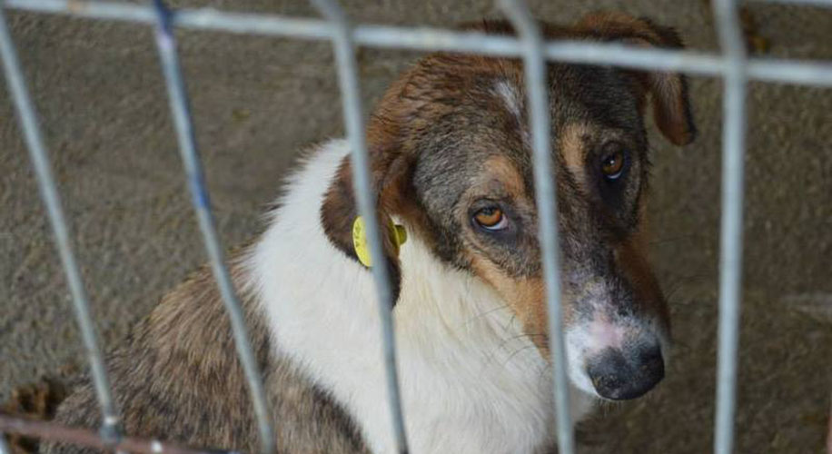 Romanian Dog Rescue romanian-dog-rescue