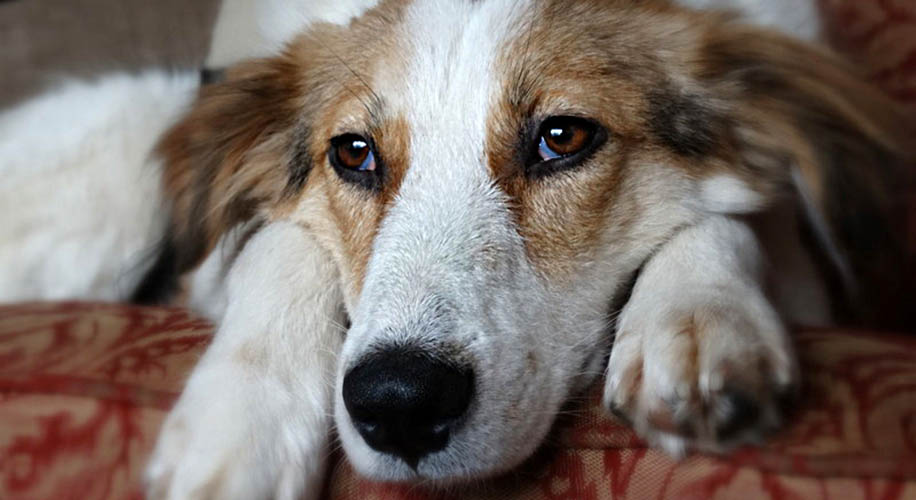 Romanian Dog Rescue romanian-dog-rescue