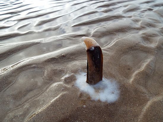 John Popplewell Sea Angler | Baits