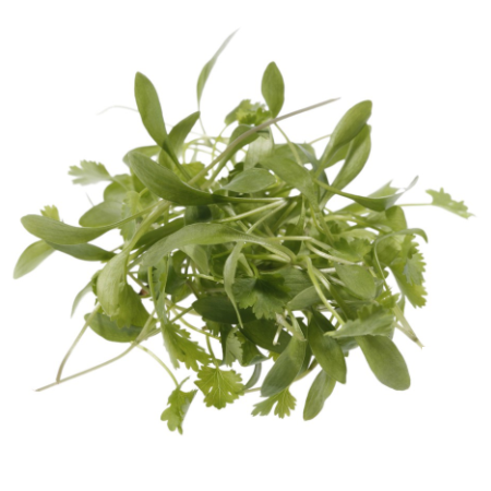 Microgreen Seeds - top quality - from only £2.00