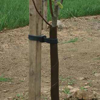 Tree Ties from Mr Fothergill's Seeds and Plants