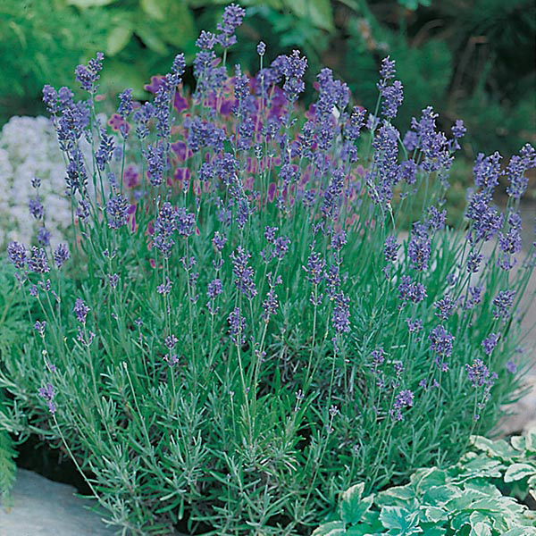 Lavender Munstead Strain Seeds from Mr Fothergill's Seeds and Plants