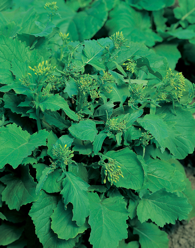Broccoli Rabe 60 Days Seeds|D. T. Brown Vegetable Seeds